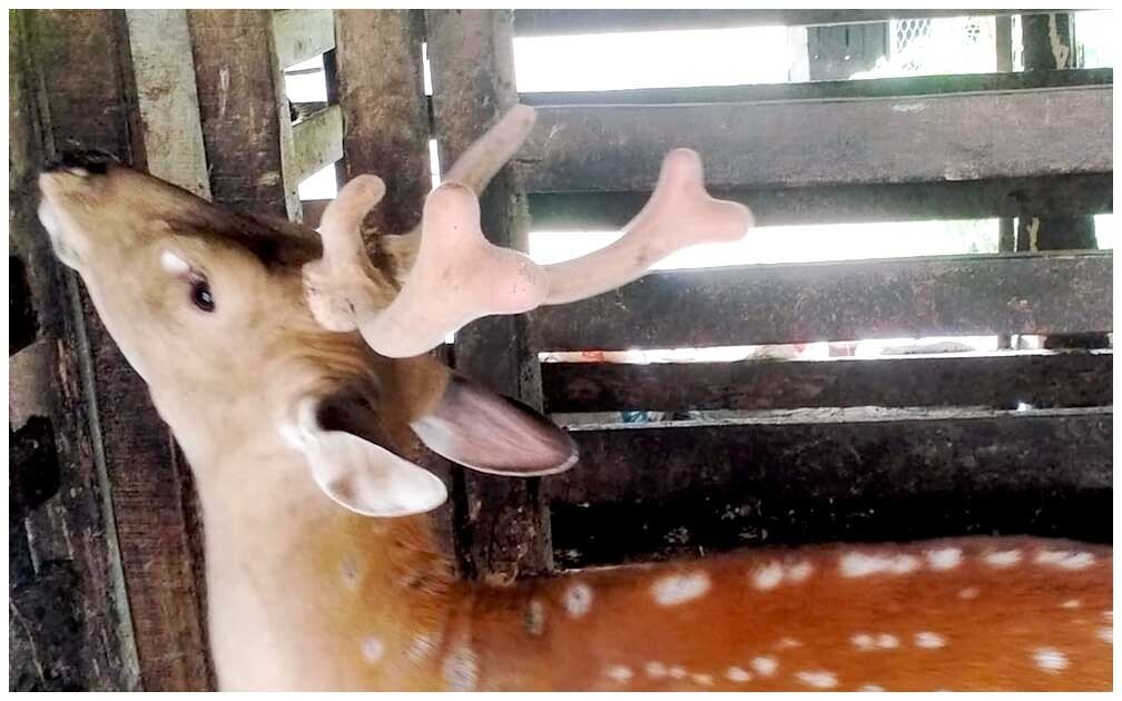 Top 4 Cách Dùng Nhung Hươu Tăng Cân Hiệu Quả Nhất